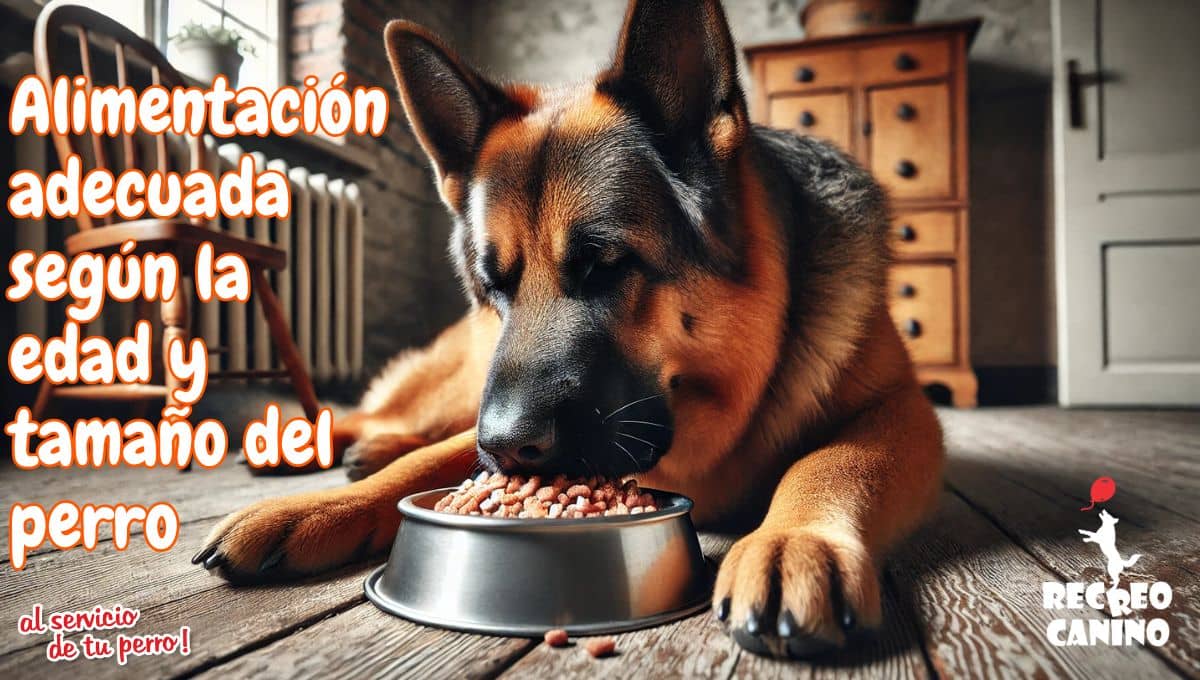 Alimentación adecuada según la edad y tamaño del perro importante lo 1º